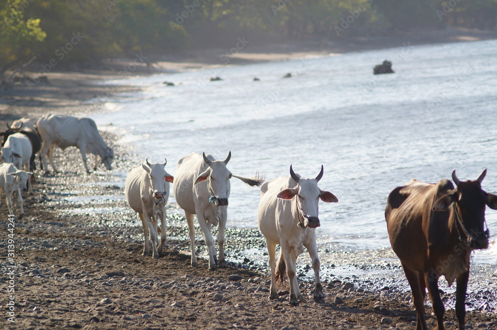 Photo Stock Ongole cattle is an indigenous cattle breed that originates ...