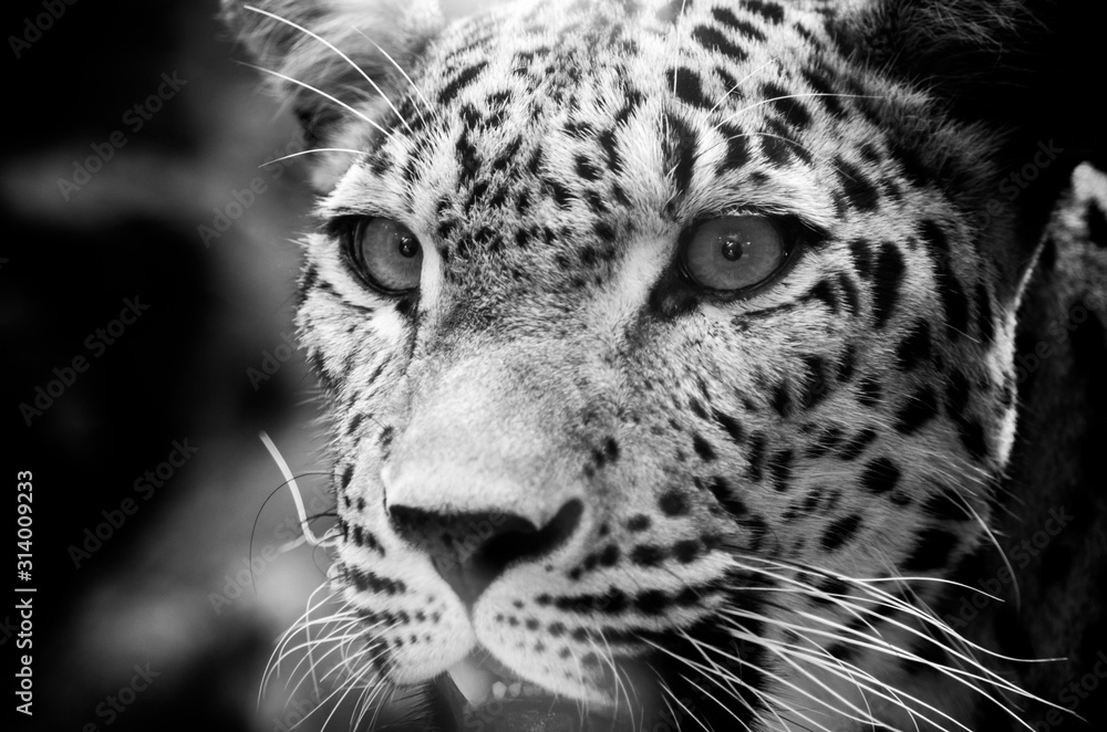 The Persian leopard (Panthera pardus tulliana), also known as Caucasian ...