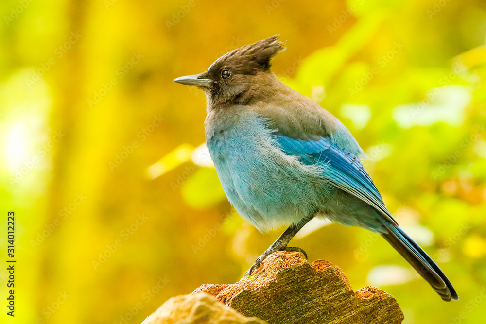 Curious Stellar Jay Poses for a Photo Stock Photo | Adobe Stock