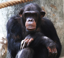 Confused Chimp Free Stock Photo - Public Domain Pictures
