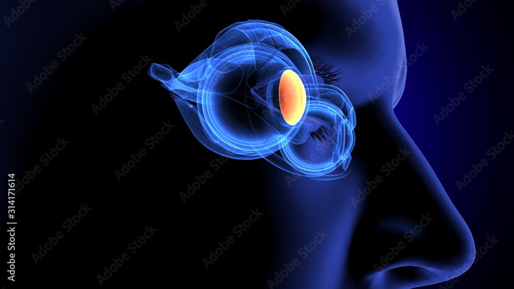 3d illustration of human body eye intersection anatomy Stock ...