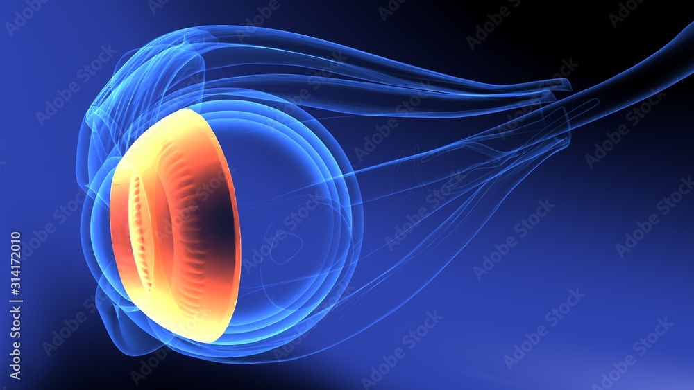 3d illustration human body eye anatomy human body organ Stock ...