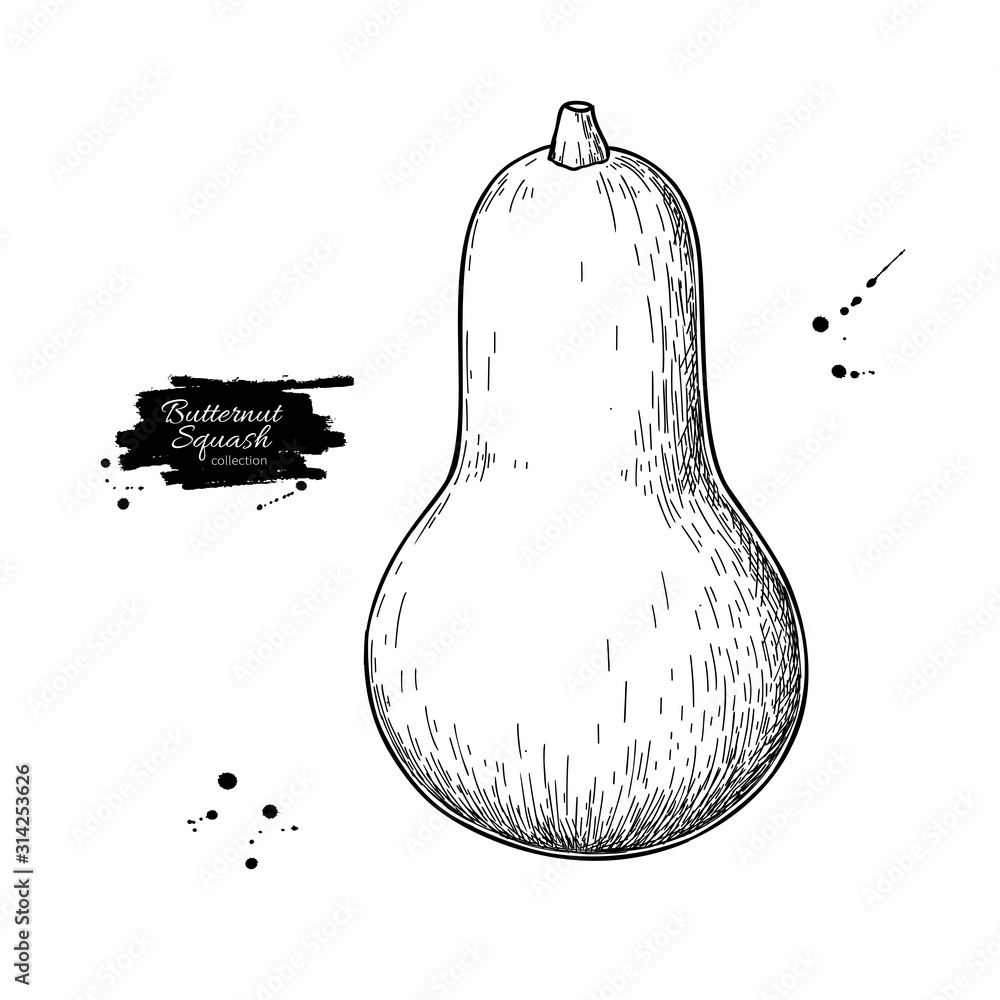 Butternut Squash vector drawing. Isolated hand drawn object. Stock ...