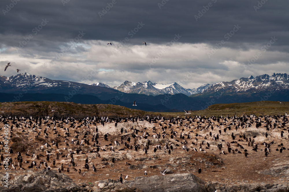 beautiful mountains landscape and a big colony of magellanic penguins ...