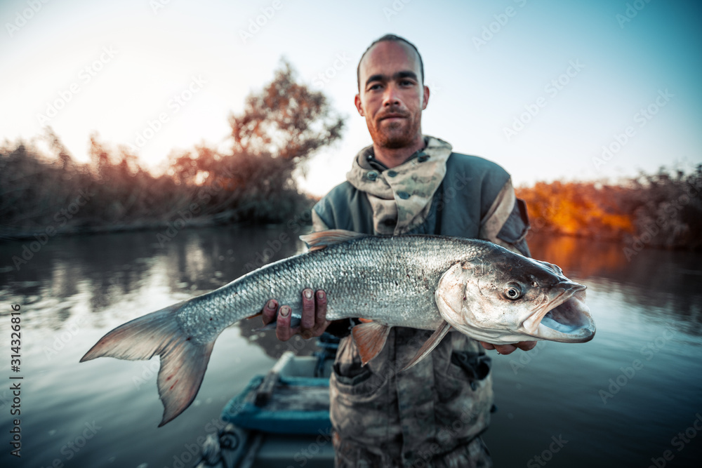 Fisherman holds the trophy Asp fish and looks at the camera Stock Photo ...