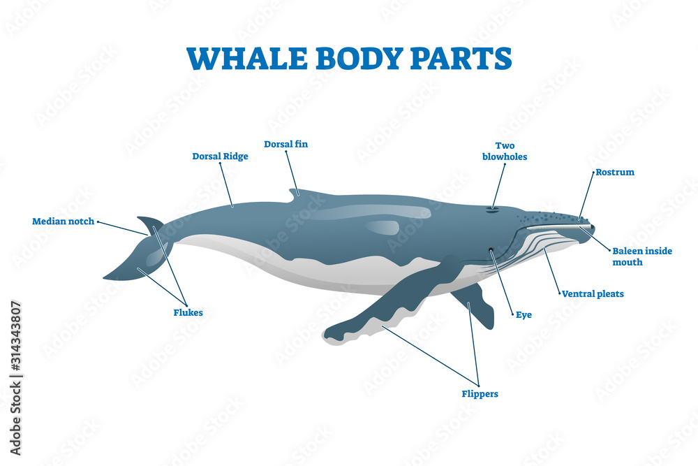 Whale body parts vector illustration. Labeled educational mammal ...