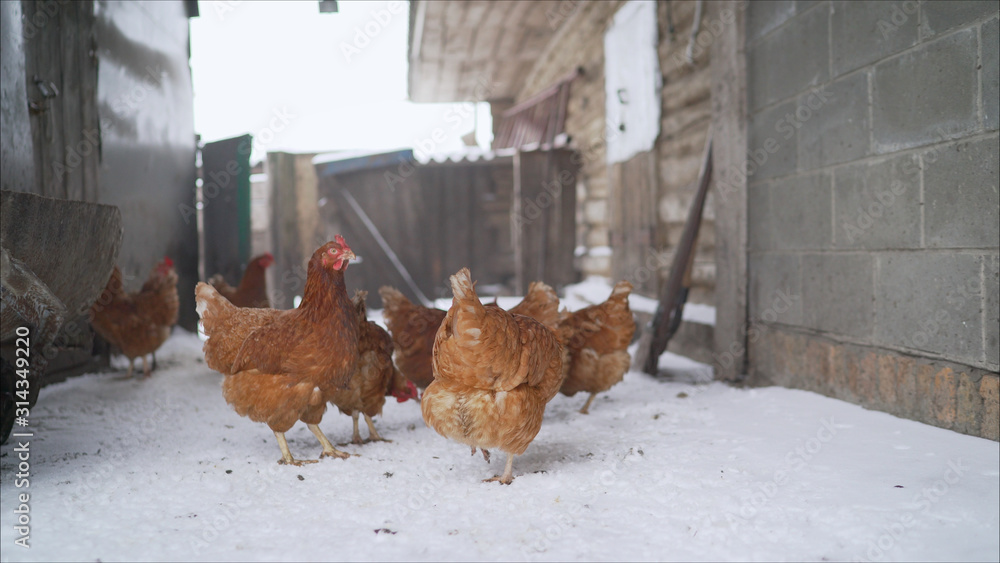 Стокове фото Chicken farm/Mountain village chicken farm stable with ...