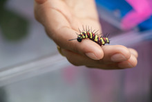 Hand Holding A Caterpillar Free Stock Photo - Public Domain Pictures