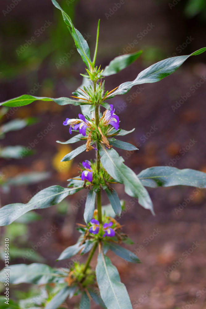 kulekhara (Hygrophila) is a herbal plant used to increase hemoglobin in ...
