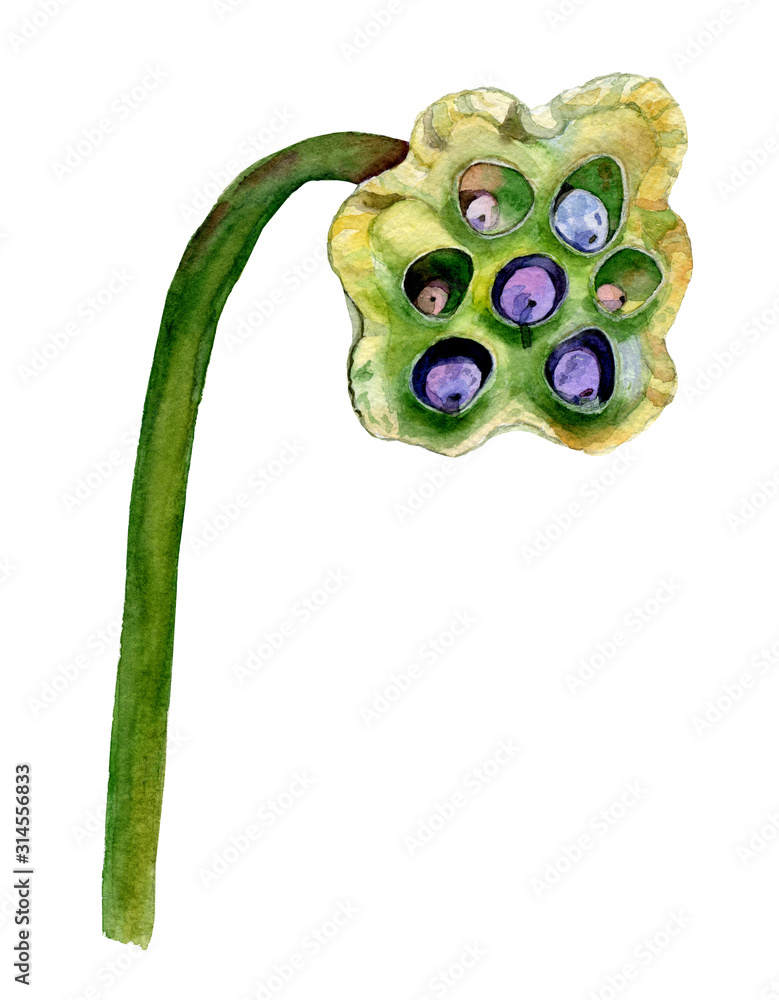 Shower shaped faded lotus flower. The sacred symbol of the lotus of ...