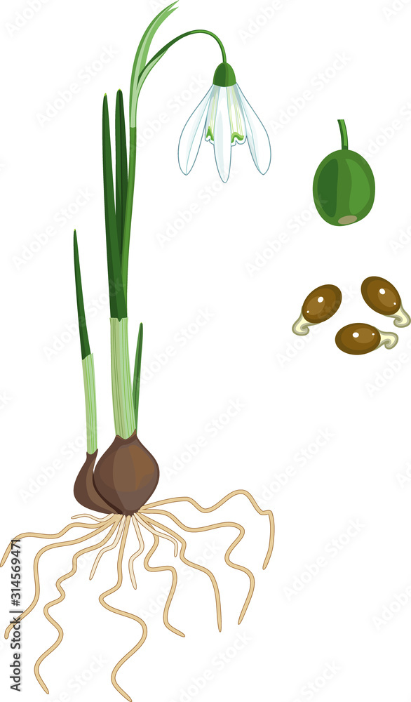 Parts of plant. Morphology of Galanthus nivalis or Common snowdrop ...
