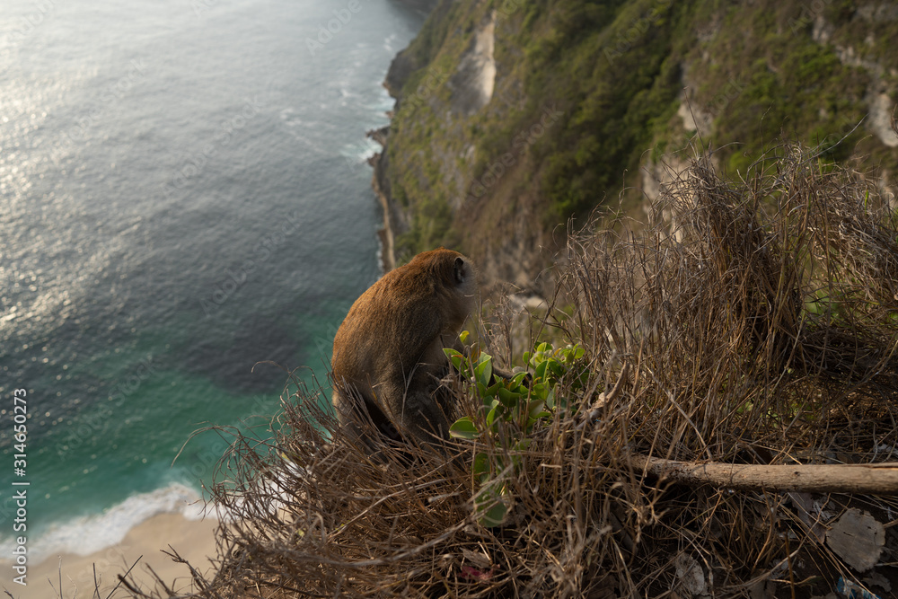 Foto de Stock Monkey in Manta bay or Kelingking beach. It is the most ...