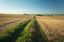 Path Through Field Free Stock Photo - Public Domain Pictures