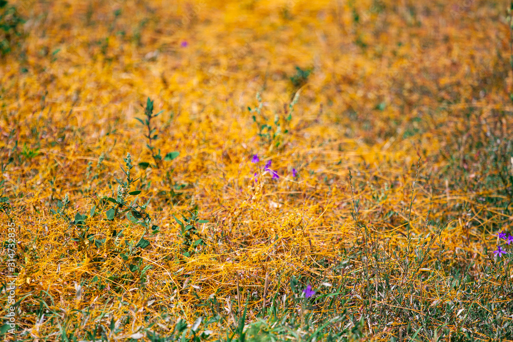 Dodder Genus Cuscuta is The parasite wraps the stems of plant cultures ...