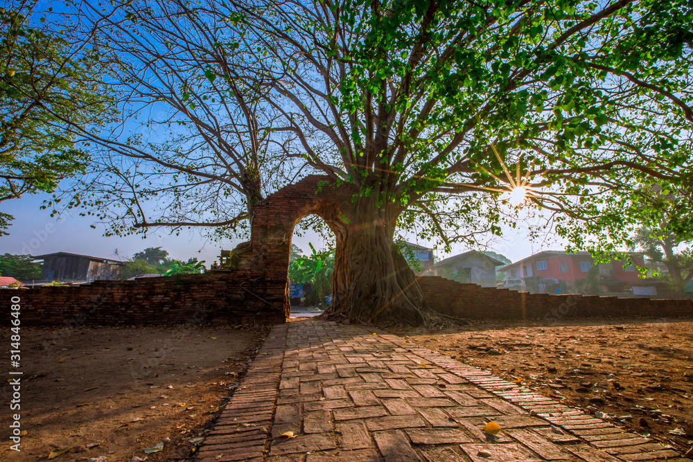 background of big trees that rise inside the archaeological site(Wat ...