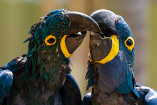 Hyacinth Macaw Free Stock Photo - Public Domain Pictures