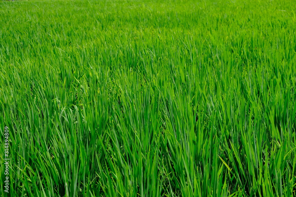 Rice field with a smooth green cover. Stock Photo | Adobe Stock
