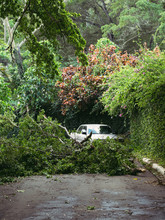 Car Damage From Fallen Tree Free Stock Photo - Public Domain Pictures
