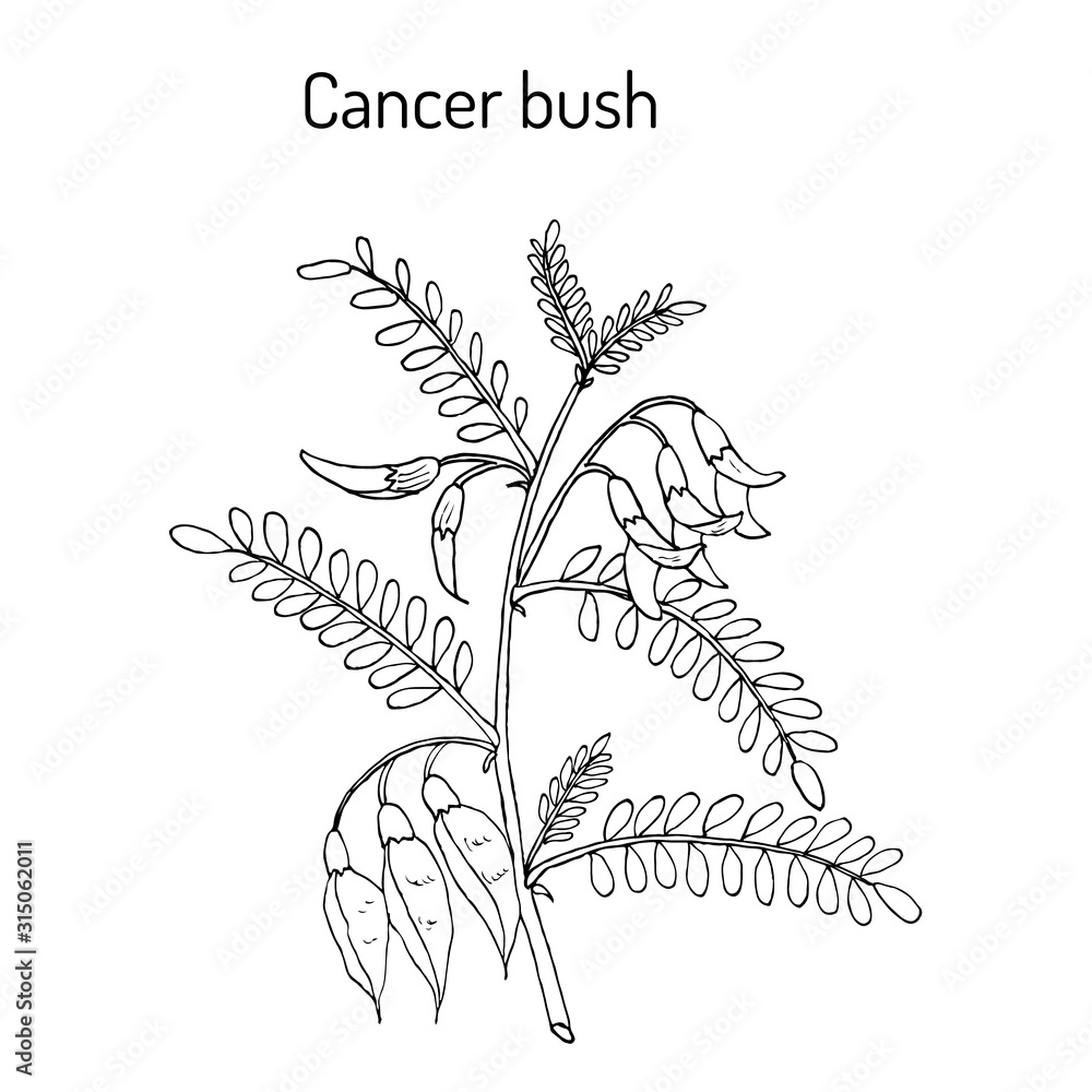 Cancer bush sutherlandia frutescens , or balloon pea, medicinal plant ...