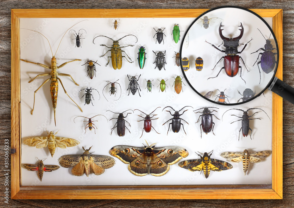 Foto de Stock Collecting insects with pins. Amateur or school homemade ...