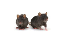 Two Mice Free Stock Photo - Public Domain Pictures