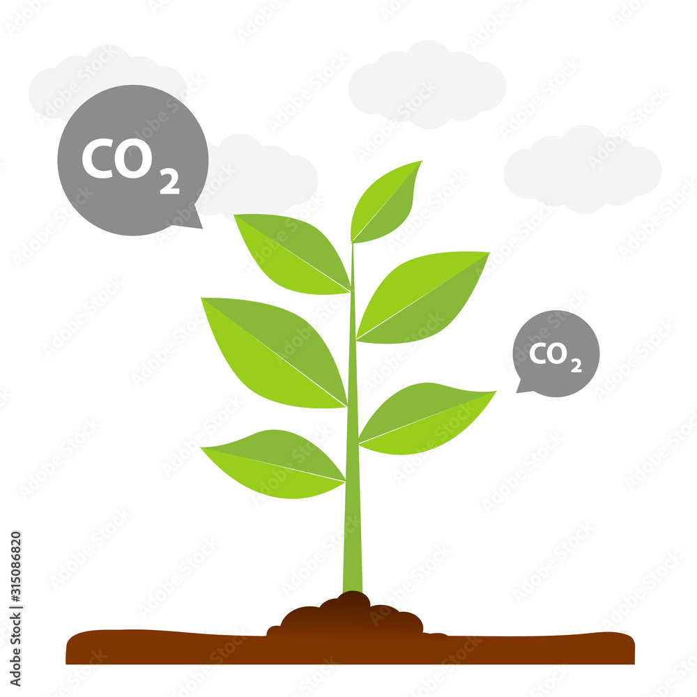 The tree that grows from seed is a big tree with green color and the ...