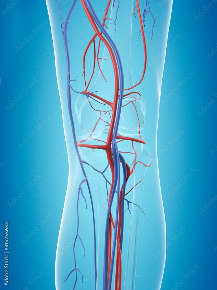 Human vascular system, illustration Stock Photo | Adobe Stock