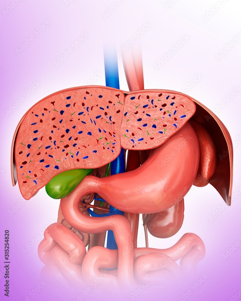 ภาพถ่าย Stock Cross section of liver, illustration | Adobe Stock