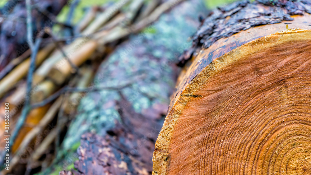 Close up cross section of the wood, sawn logs. Stack of sawn logs ...