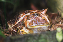 Chaco Horned Frog Free Stock Photo - Public Domain Pictures