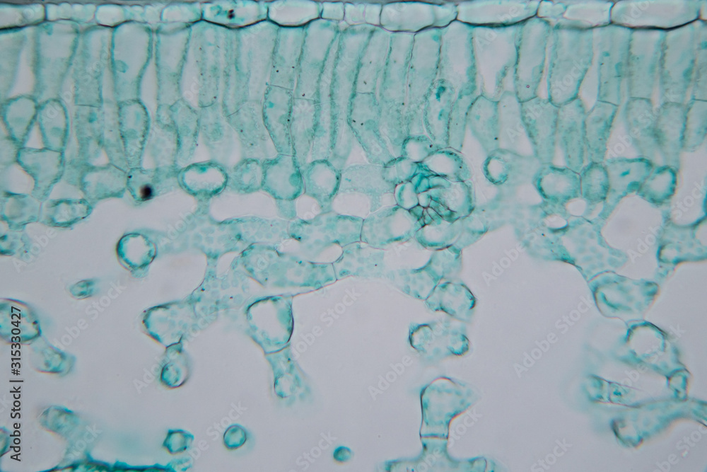 Cross-section leaf Plant of under the microscope for classroom ...
