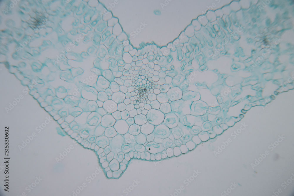 Cross-section leaf Plant of under the microscope for classroom ...