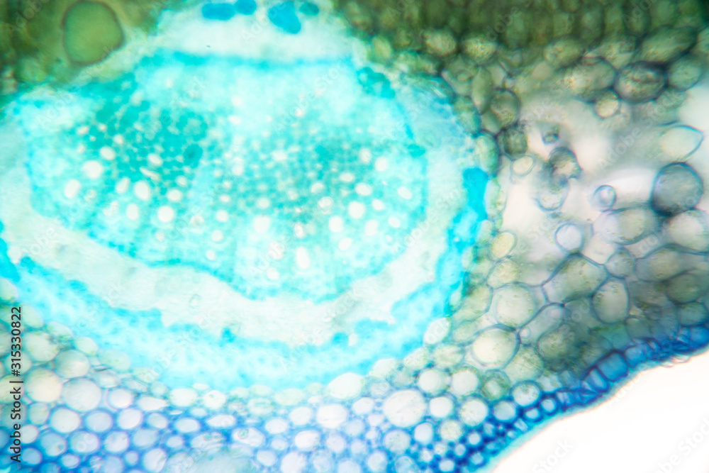 Cross-section leaf Plant of under the microscope for classroom ...