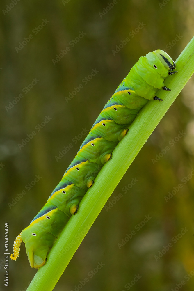 Caterpillar of the sphinx of the skull, Acherontia atropos, climbing ...