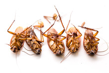 Yucky Ugly Cockroaches Free Stock Photo - Public Domain Pictures
