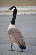 Curious Canada Goose Free Stock Photo - Public Domain Pictures