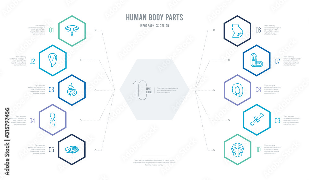 human body parts concept business infographic design with 10 hexagon ...