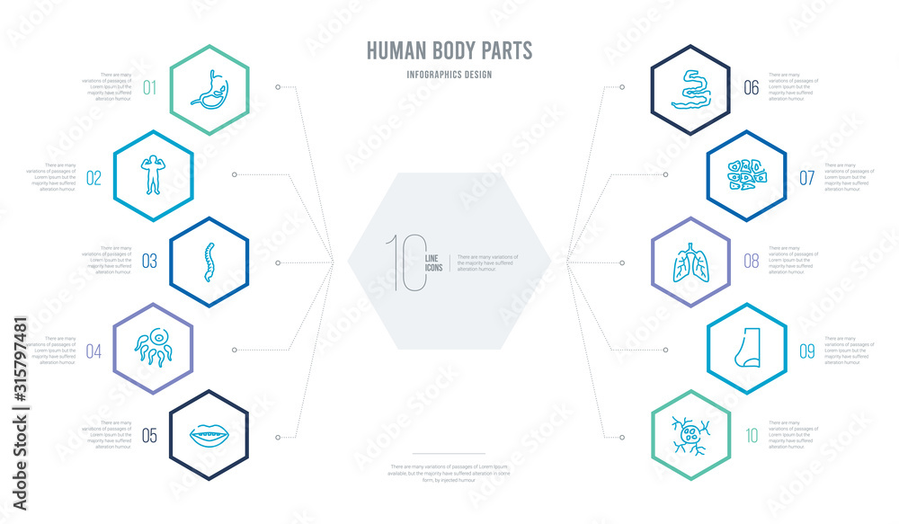 human body parts concept business infographic design with 10 hexagon ...
