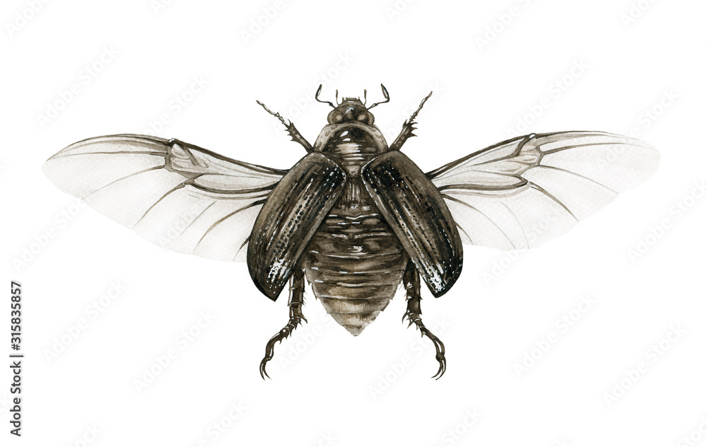 Top view beetle watercolor illustration. Hand drawn beautiful bug ...