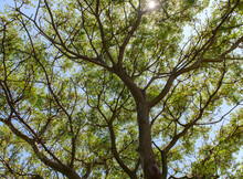 Sunlight On Seringa Tree Free Stock Photo - Public Domain Pictures