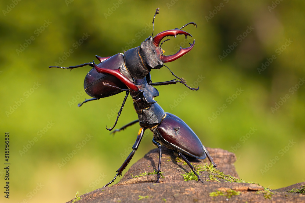 Two male stag beetles, lucanus cervus, contesting their power over ...