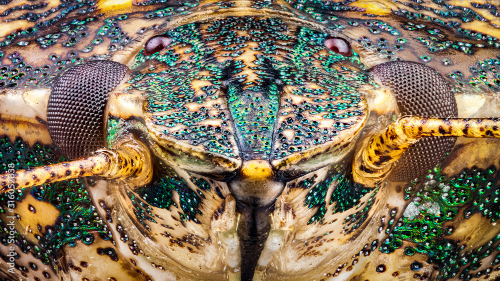 Stock-Foto „Frontal view of a Stink Bug head detailing the eyes and the ...