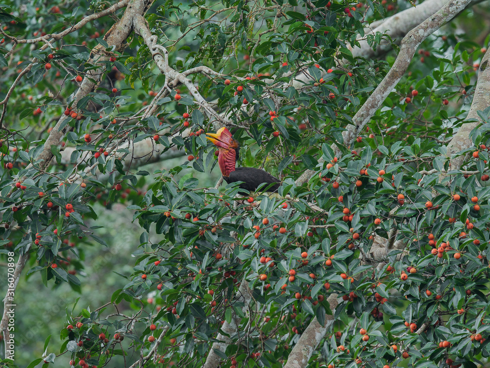 The helmeted hornbill are eating ripe fruit, a beautiful and rare ...