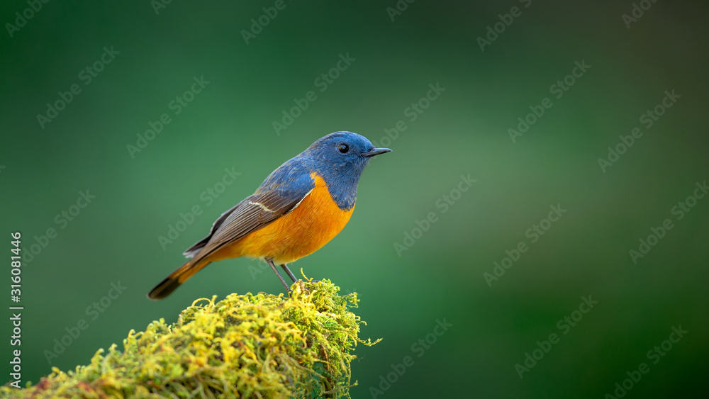 Photo Stock Exotic blue bird, the Blue-fronted Redstart (Phoenicurus ...