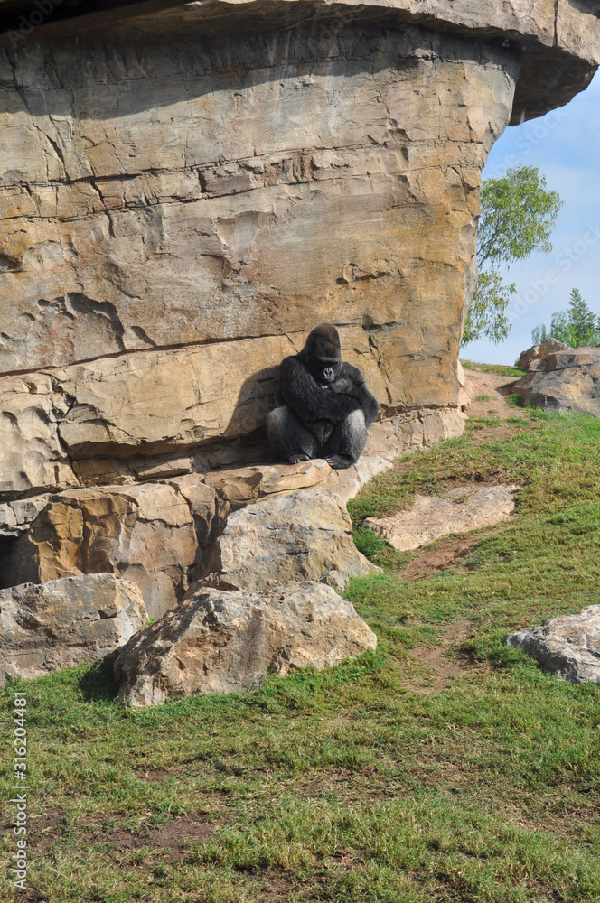 Sad gorilla male sitting on the rock. The most dangerous and biggest ...