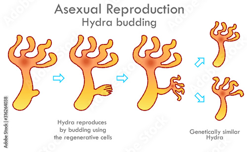 Hydra budding division stages. Budding division with arrows. Asexual ...