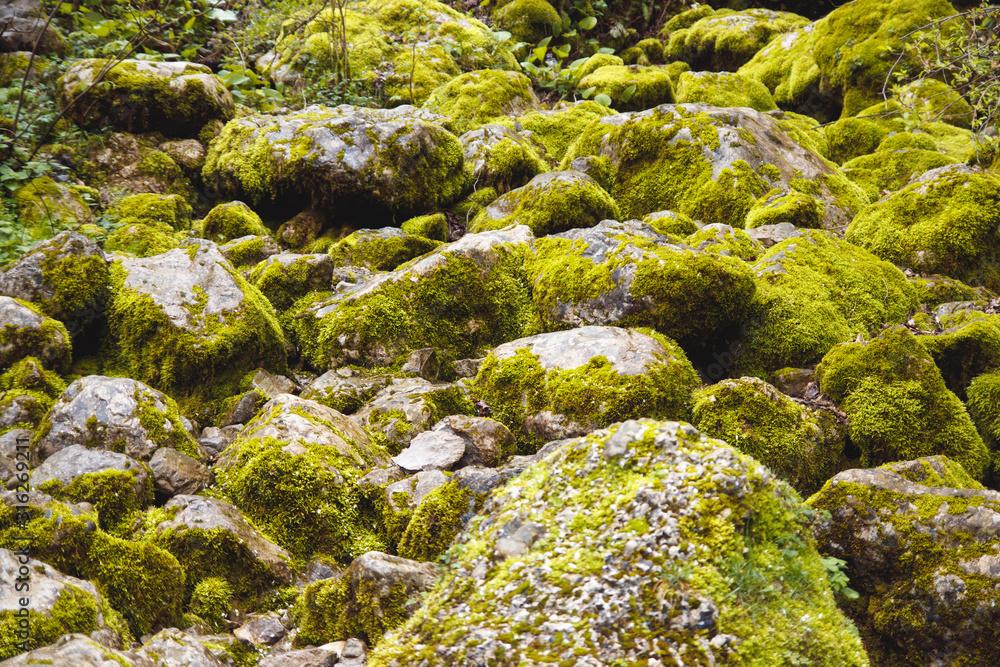 Mossy rocks texture. Wet muscose surface. Structure of cliffy hills ...