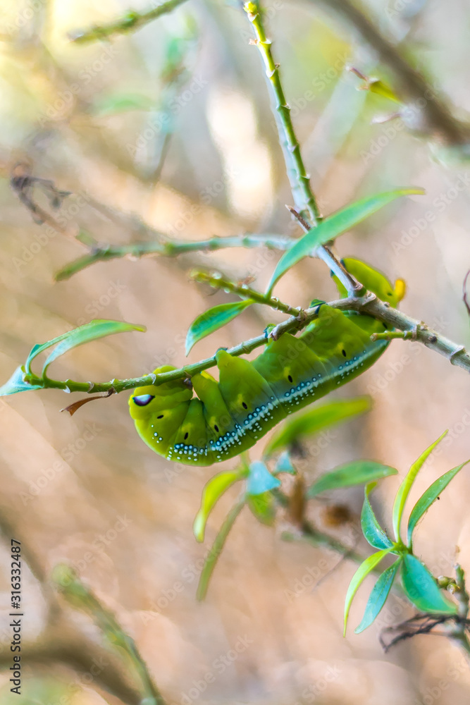Oleander hawk moth caterpillar eating. Eye like structures, possibly ...