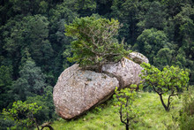Tree Growing From A Rock Free Stock Photo - Public Domain Pictures