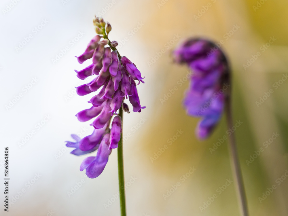Vicia cracca (tufted vetch, bird vetch, blue vetch) blossom detail ...